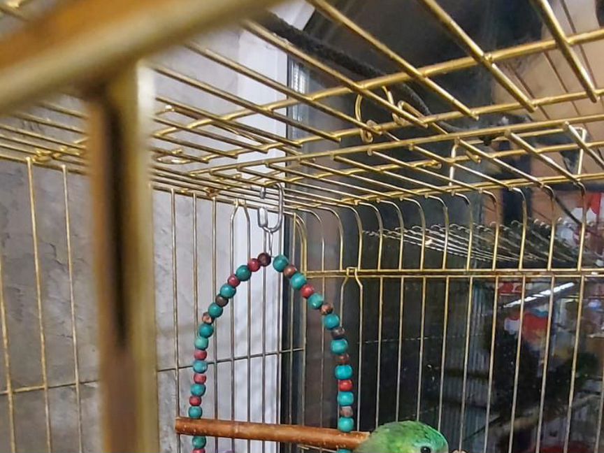 Певчий попугай