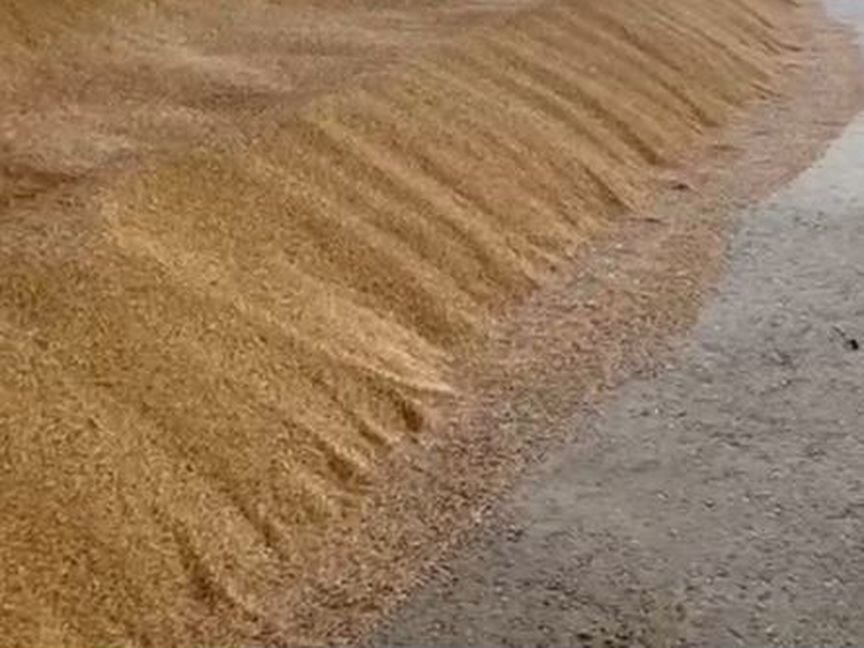 Ячмень озимый