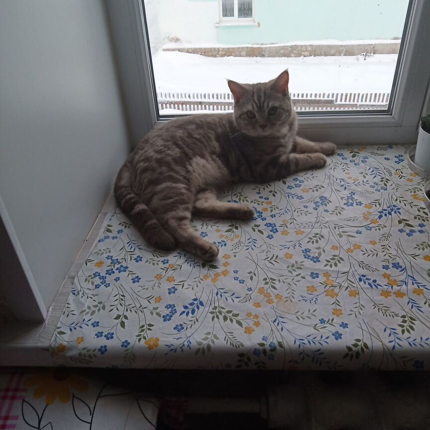 Кошка