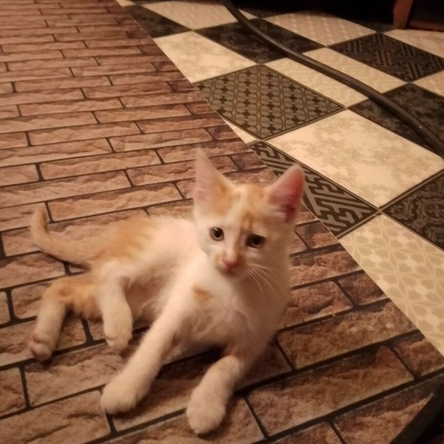 Катëнка в добрые руки