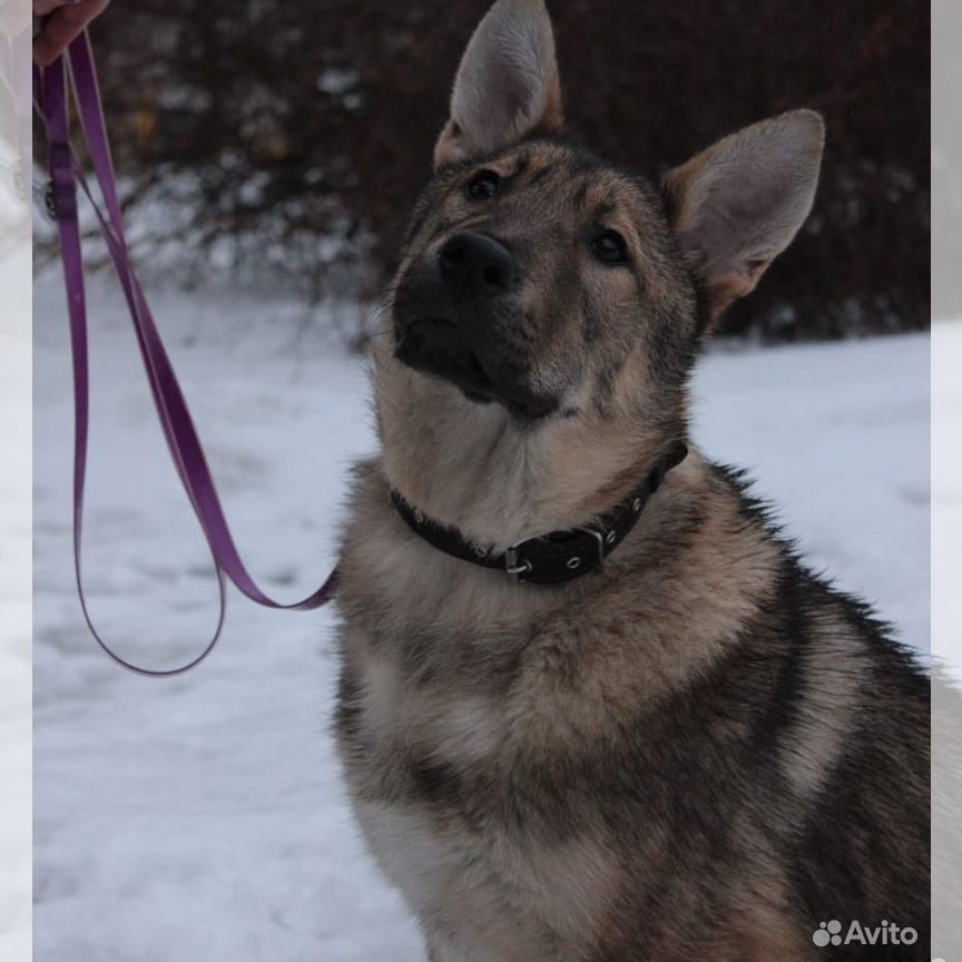 Молодой кобель овчаристого типа