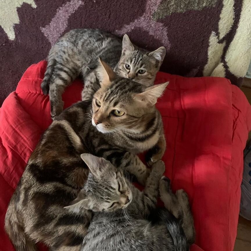 Котята бенгалы в дар