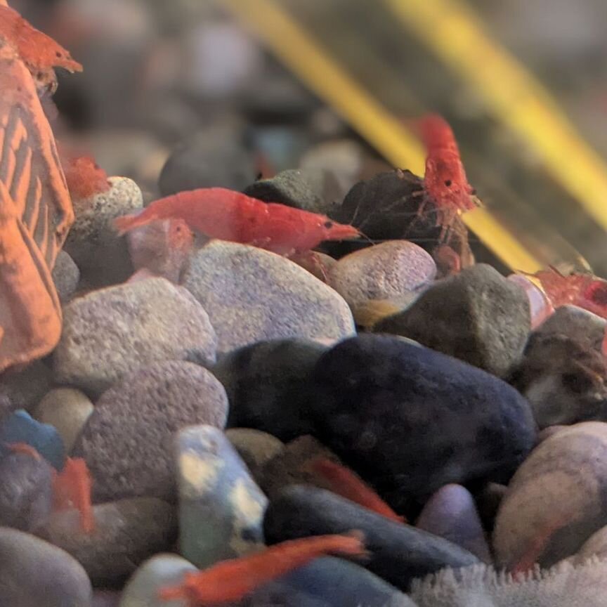 Креветки черри/cherry (вишня)