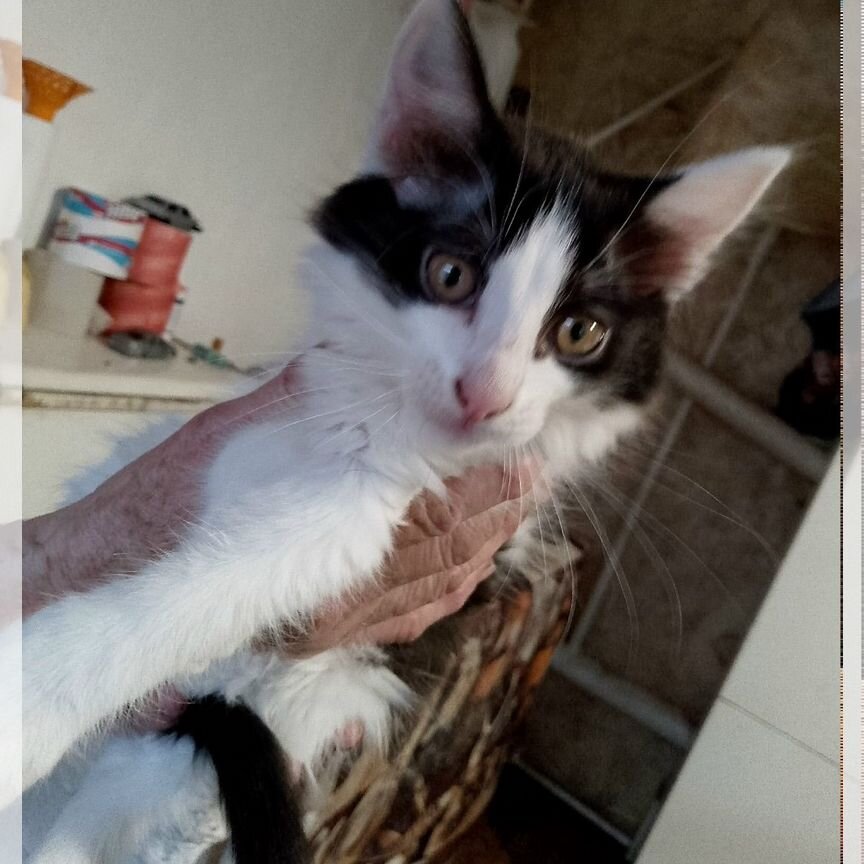 Котёнок в добрые руки