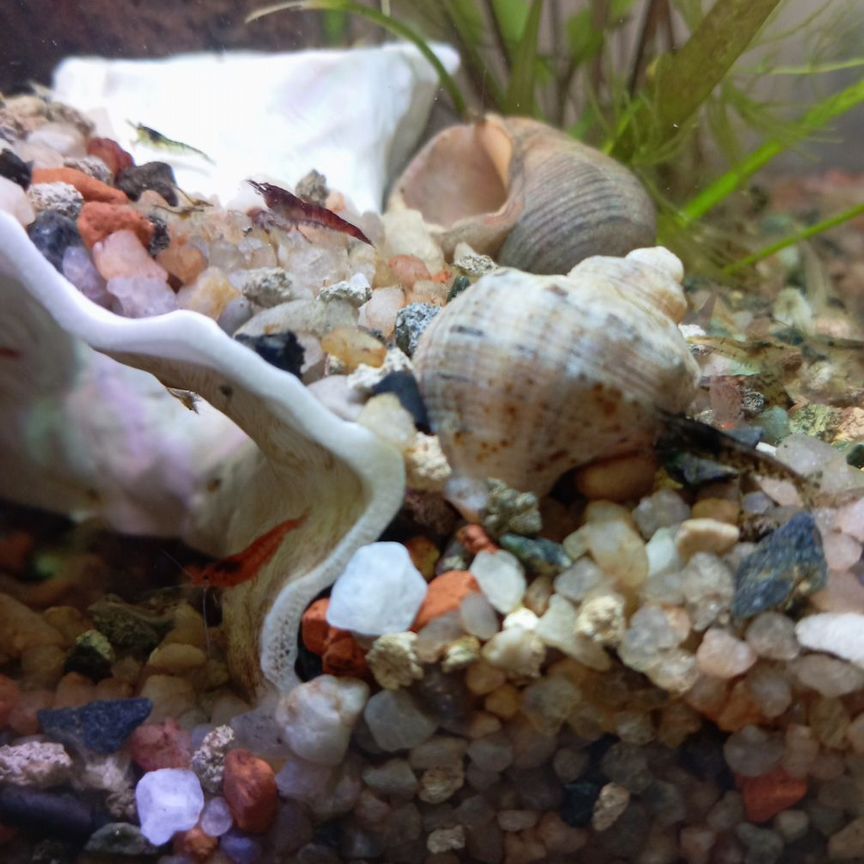 Микс креветки