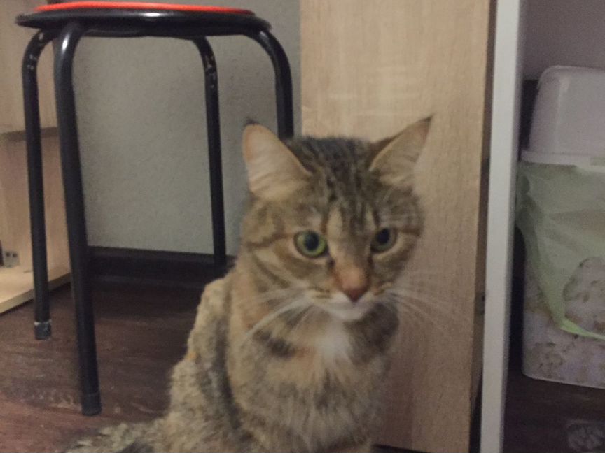 Отдам в хорошие руки бесплатно