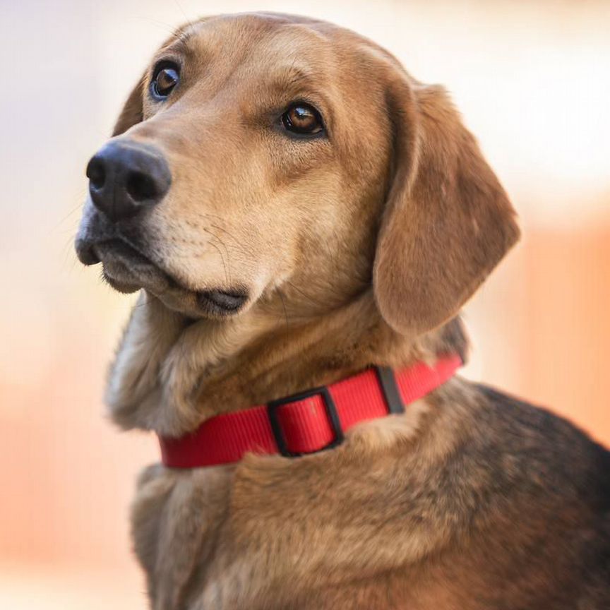 Милашка обояшка