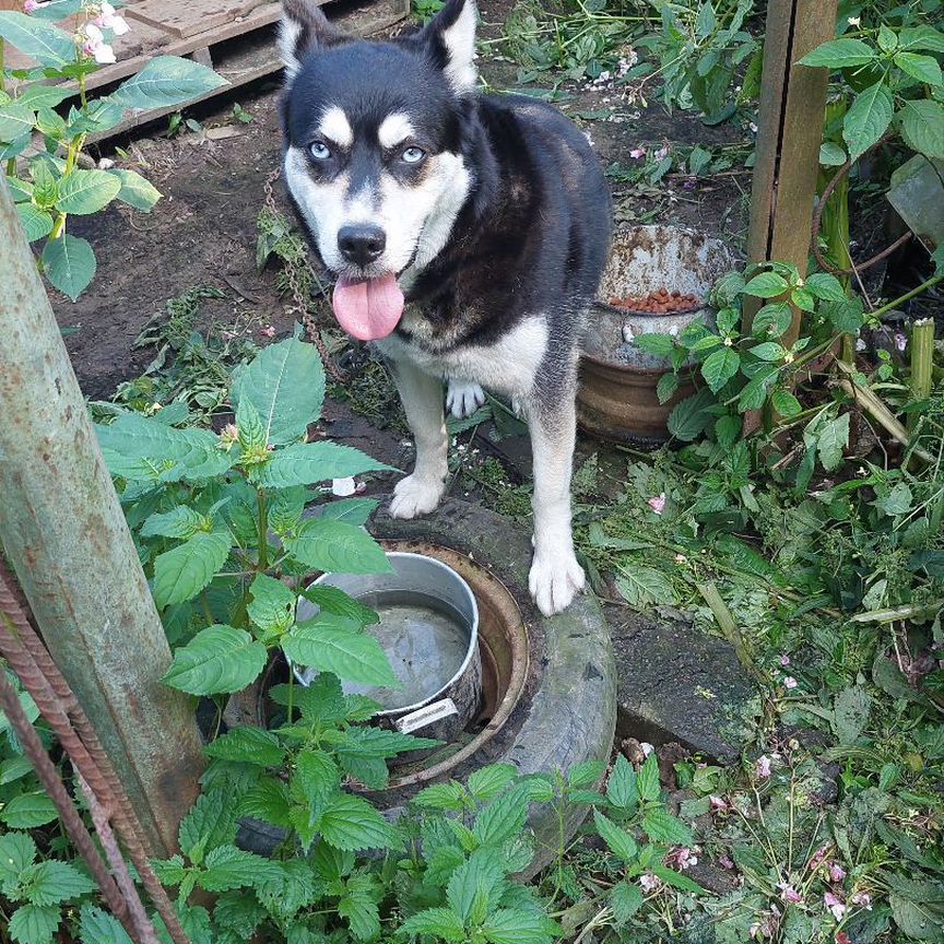 Сибирский хаски