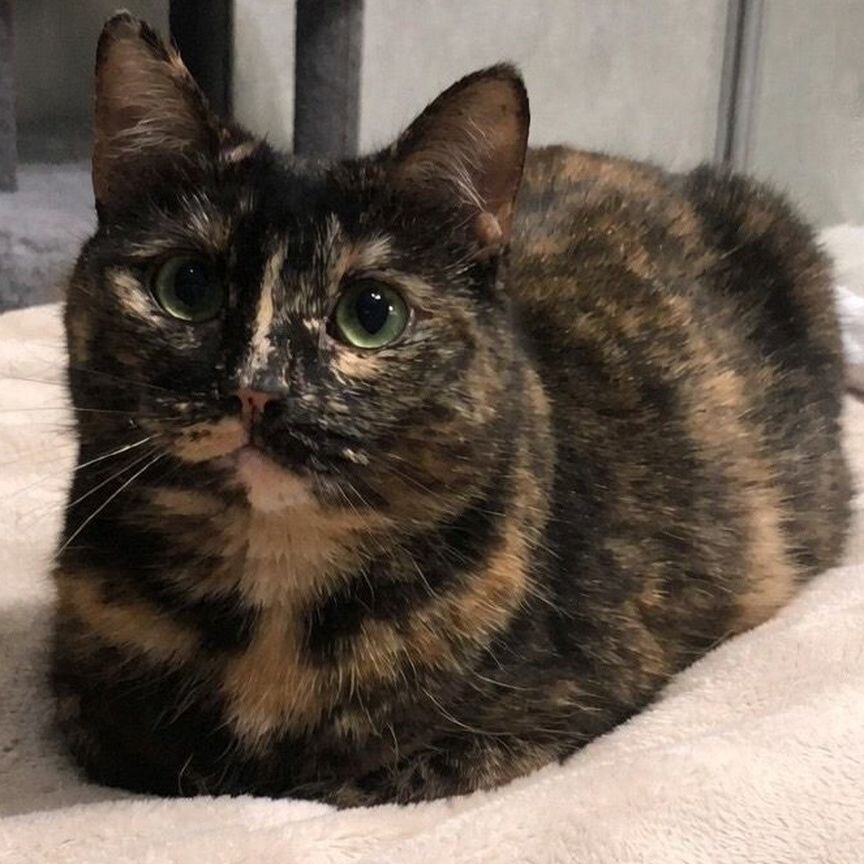 Взрослая, кошка в добрые руки