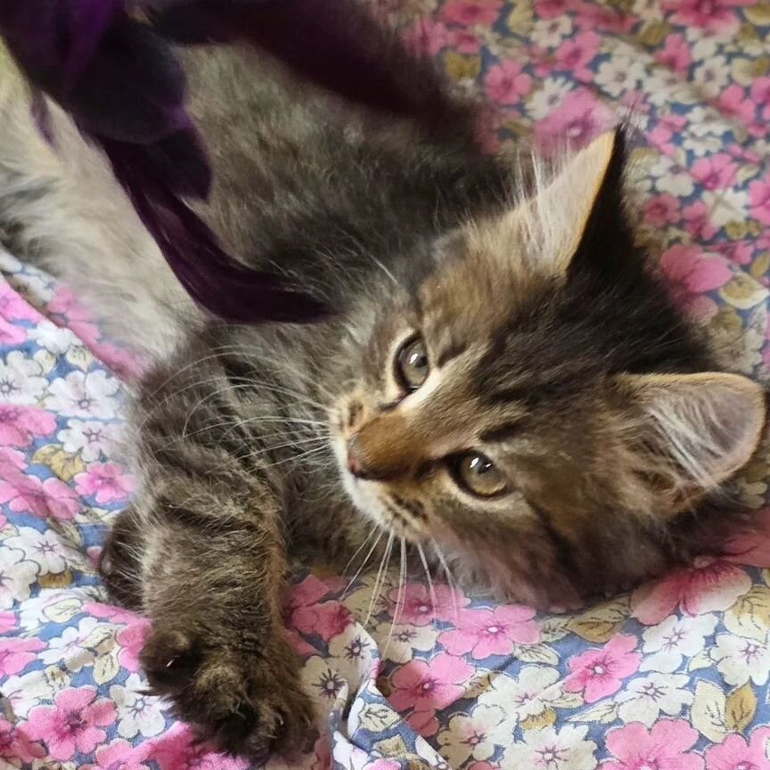 Котёнок в добрые руки
