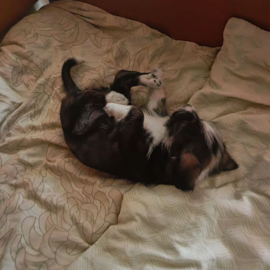 Щенок,мальчик