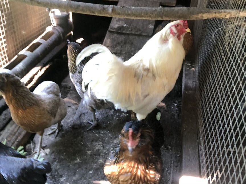 Семья курочек породы Амераукана