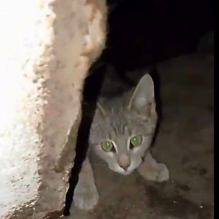 Голодные котята в подвале
