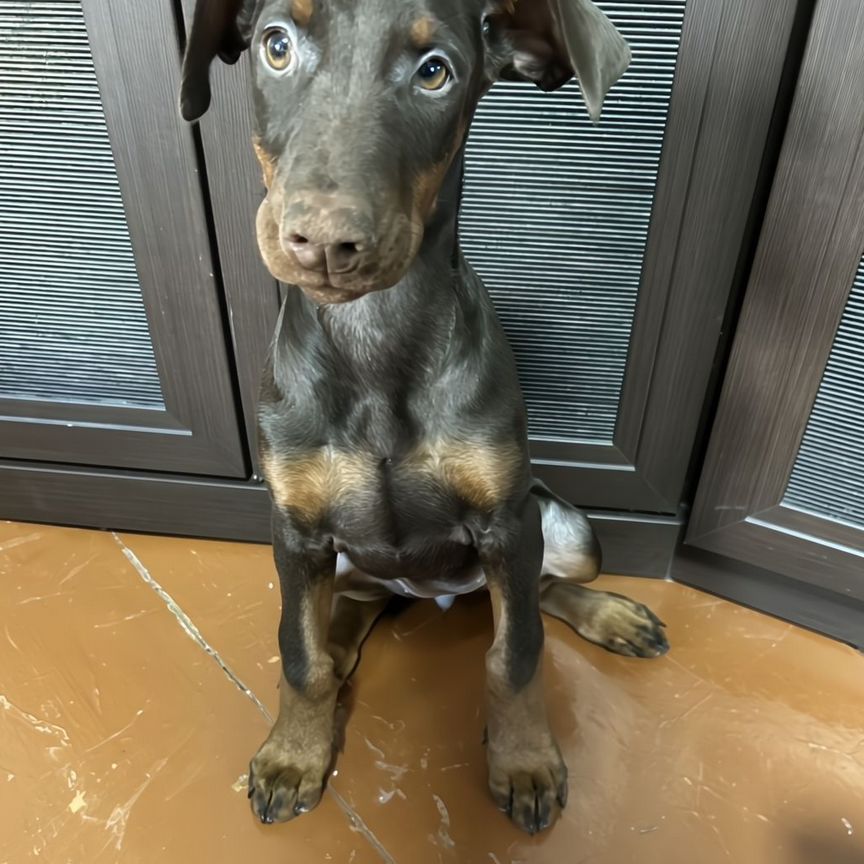 Доберман, щенок