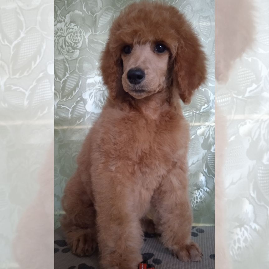 Большой королевский пудель, щенок