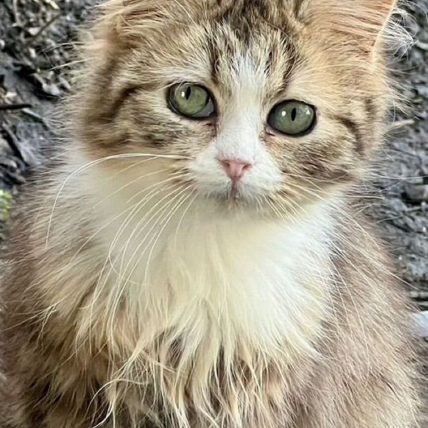 Чудо котенок