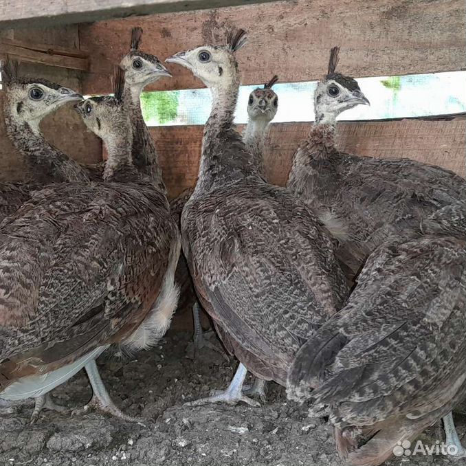 Индийские павлины