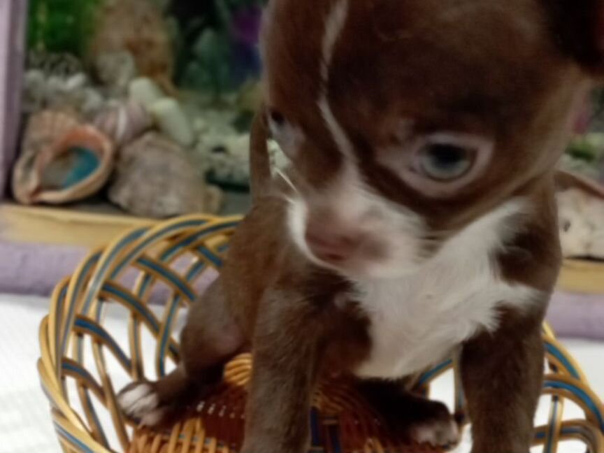 Чихуахуа девочка и мальчики