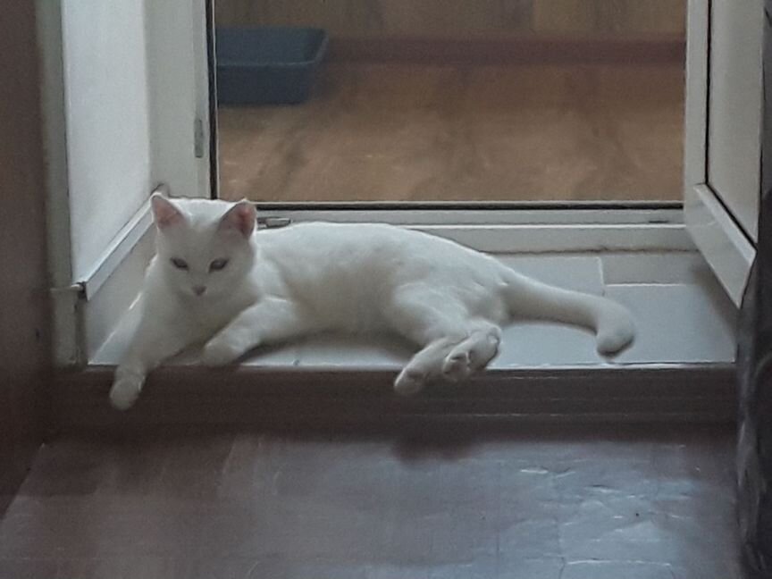 Кошка Белоснежка