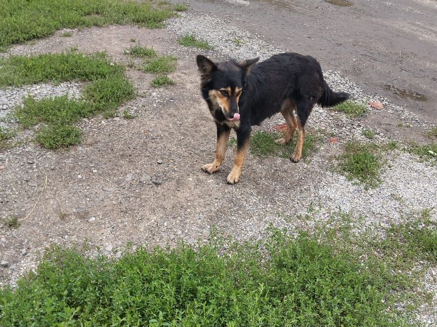 Щенки дворняжки