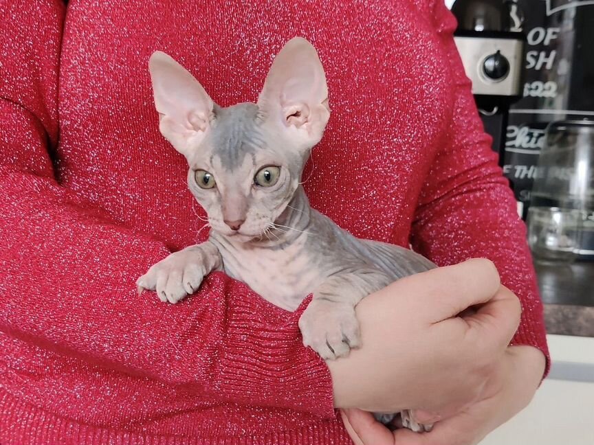 Канадский сфинкс котенок