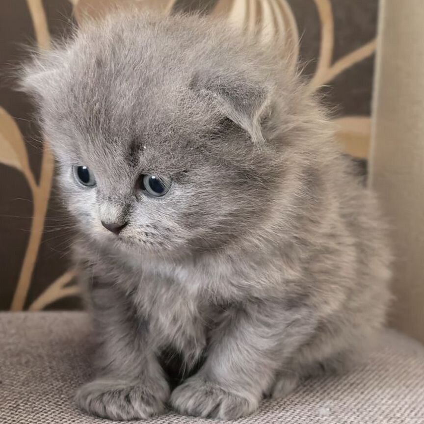 Шотландский вислоухий длинношёрстный котёнок