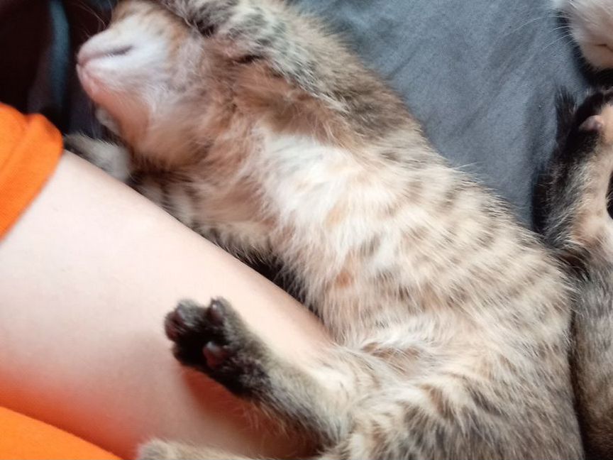 Котята в добрые руки даром бесплатно