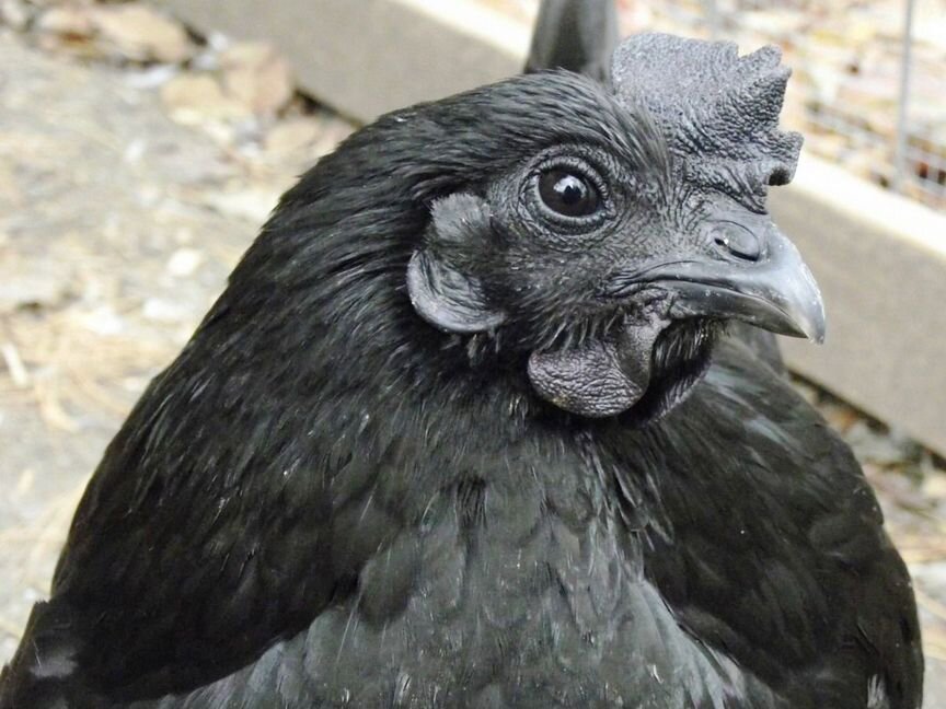 Амераукана Лаванда/Серебро, Ухейилюй