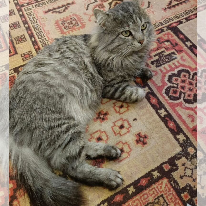 Кот и кошка ищут новых хозяев