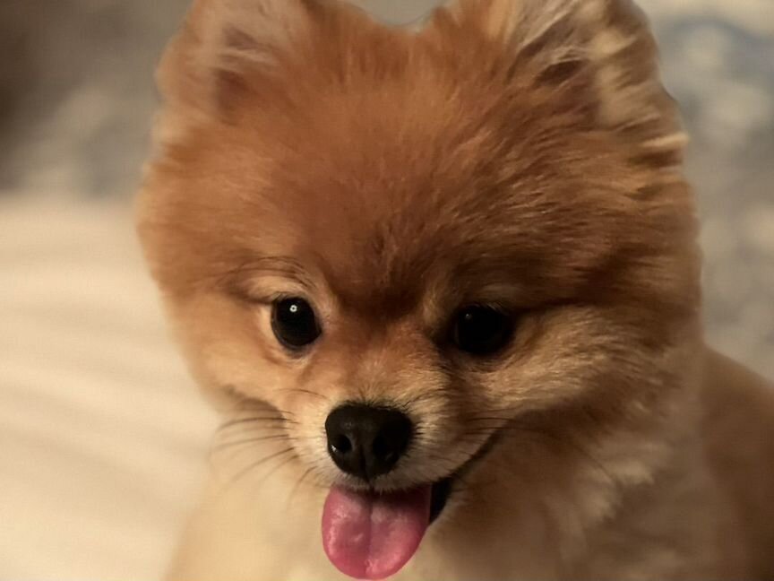 Померанский шпиц вязка кобель