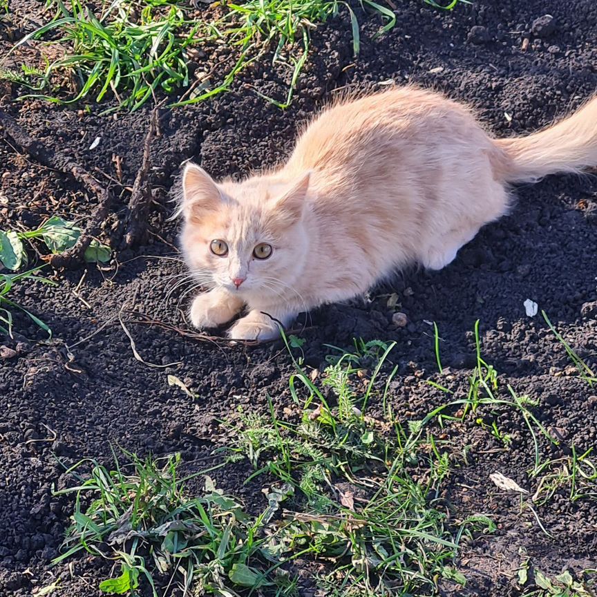 Котята в добрые руки 2 месяца