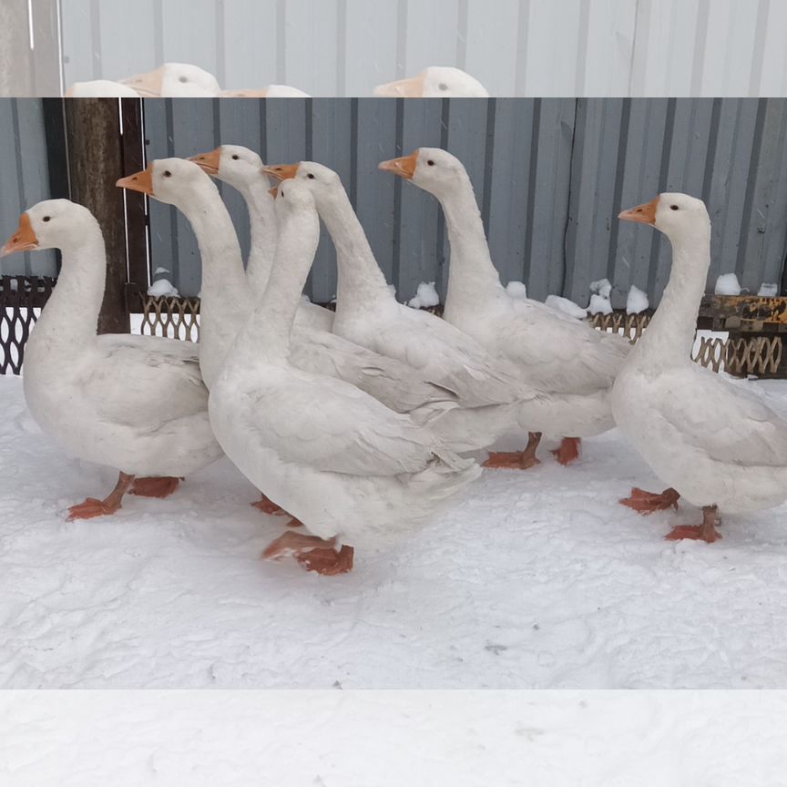 Гусь домашняя мясо