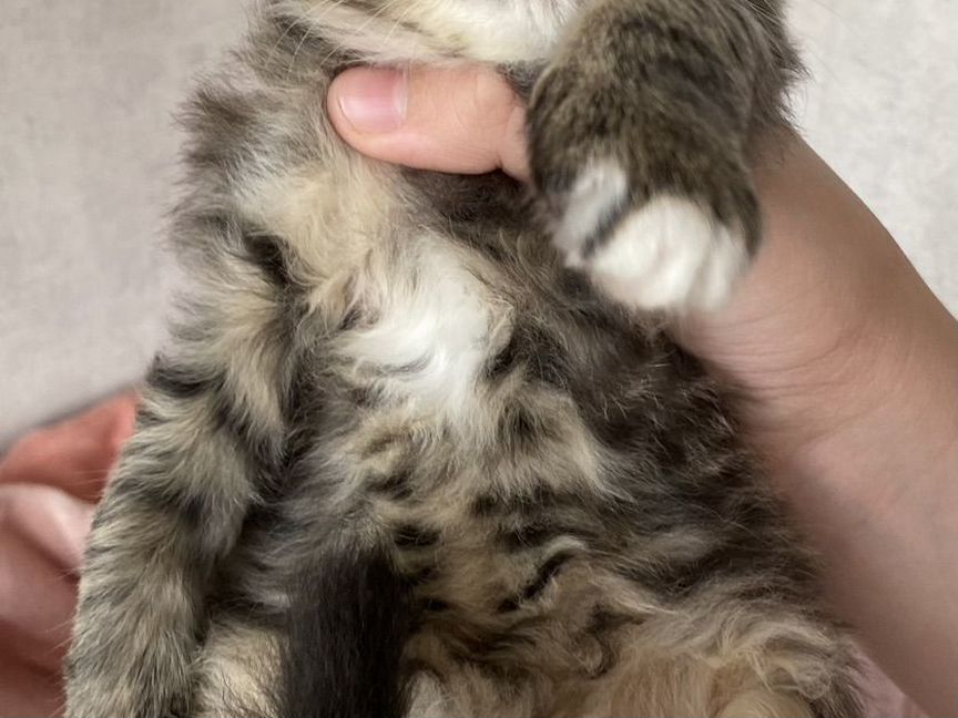 Кошка котенок сибирский мальчик