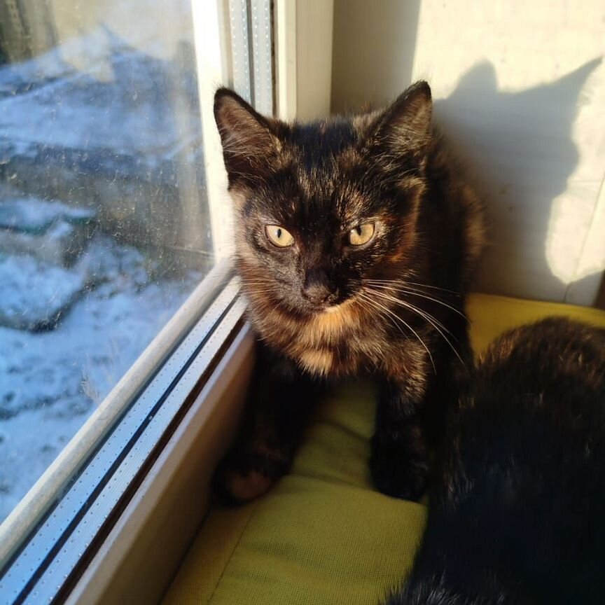 Котята в добрые руки чёрный