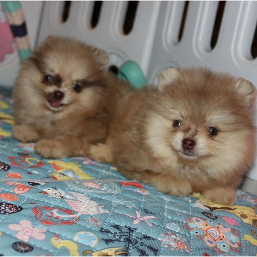 Шоколадный мрамор щенки шпица