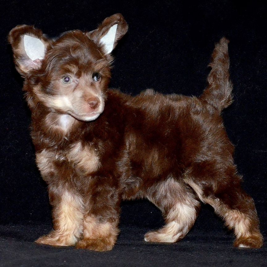 Китайская хохлатая, щенок