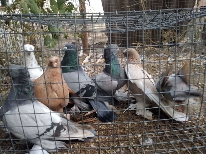Продажа узбекских голубь
