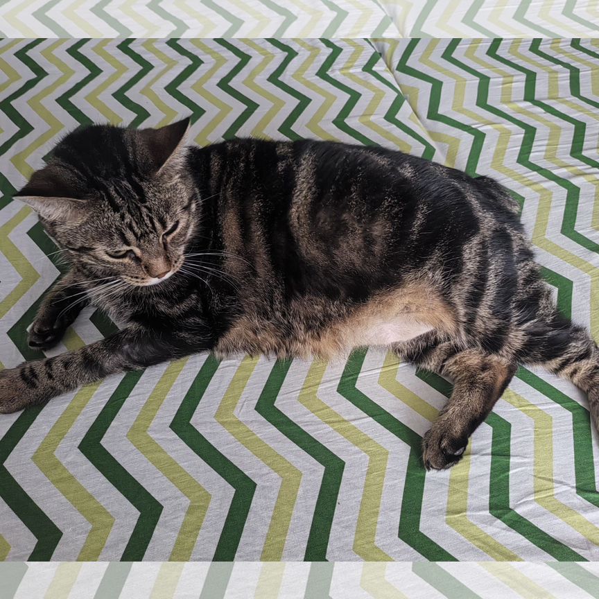 Сибирский, взрослый кот