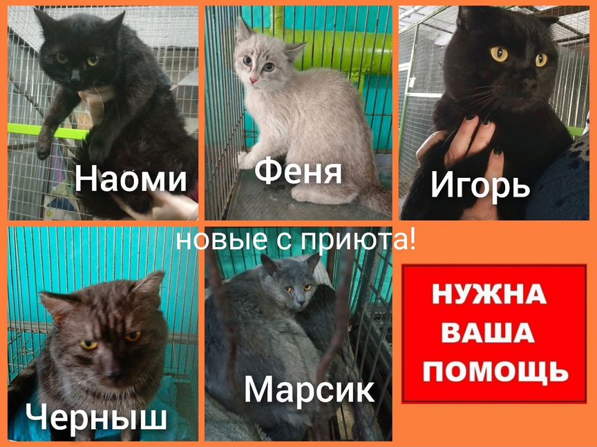 Помогите приюту кормом