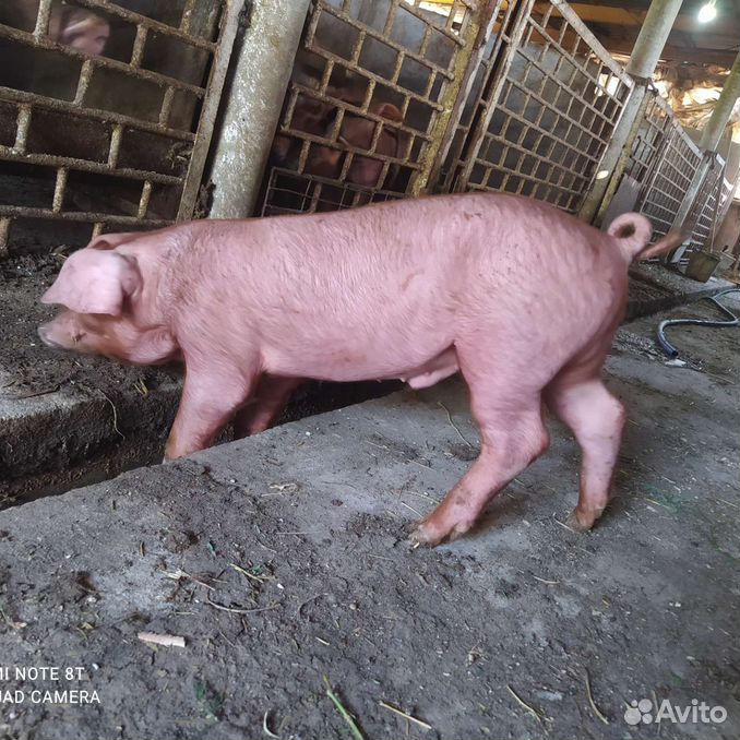 Поросята, хрячки. На племя