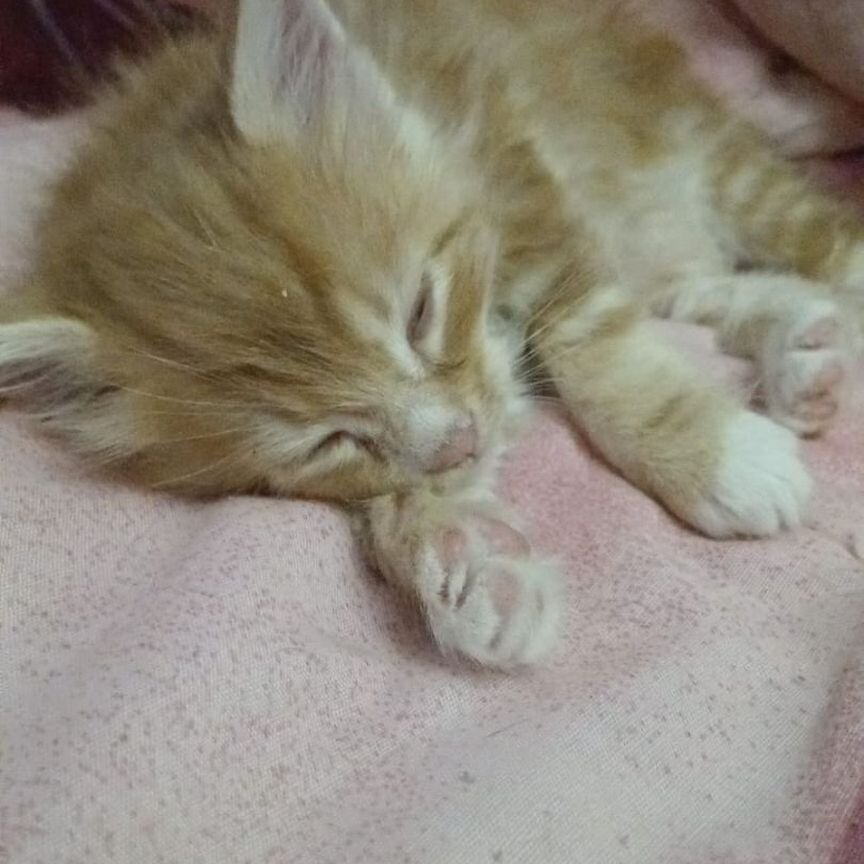 Отдам бесплатно