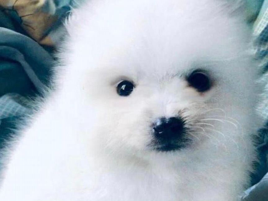Шпиц, японский шпиц, девчонка