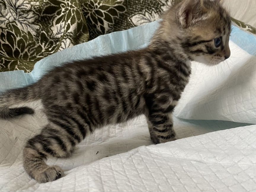 Бенгальские котята