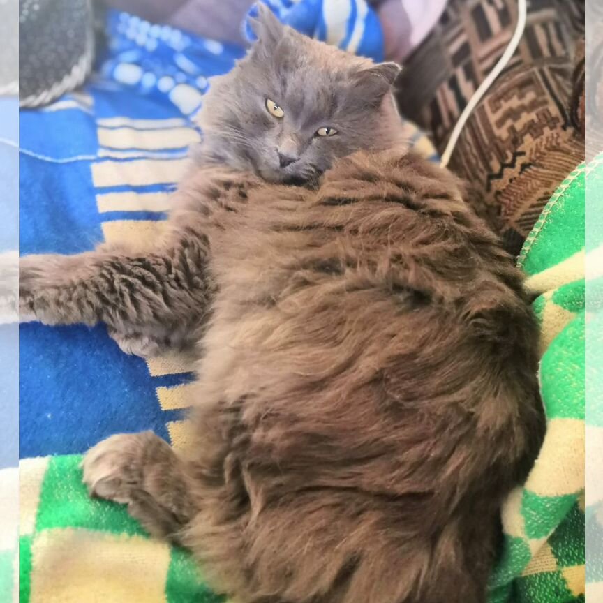 Взрослый кот в добрые руки