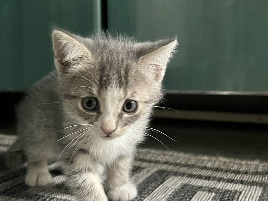 Отдаю двое котят в добрые руки