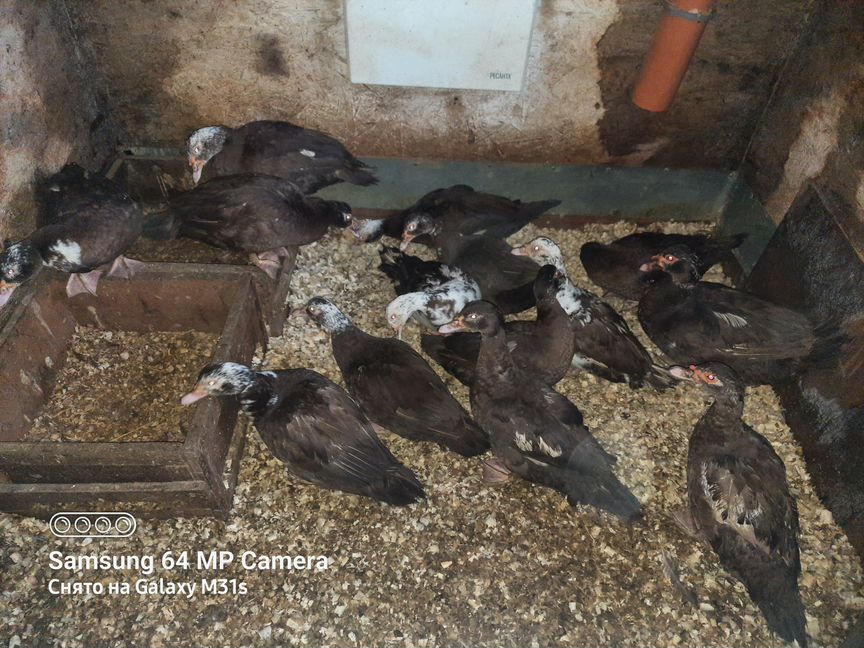 Обмен индоутка