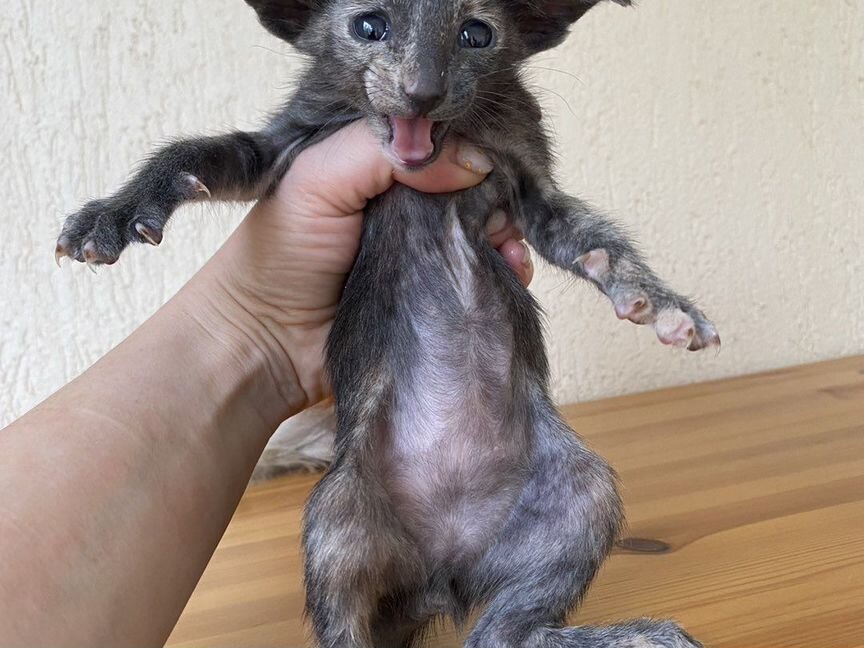 Ориентальные котята