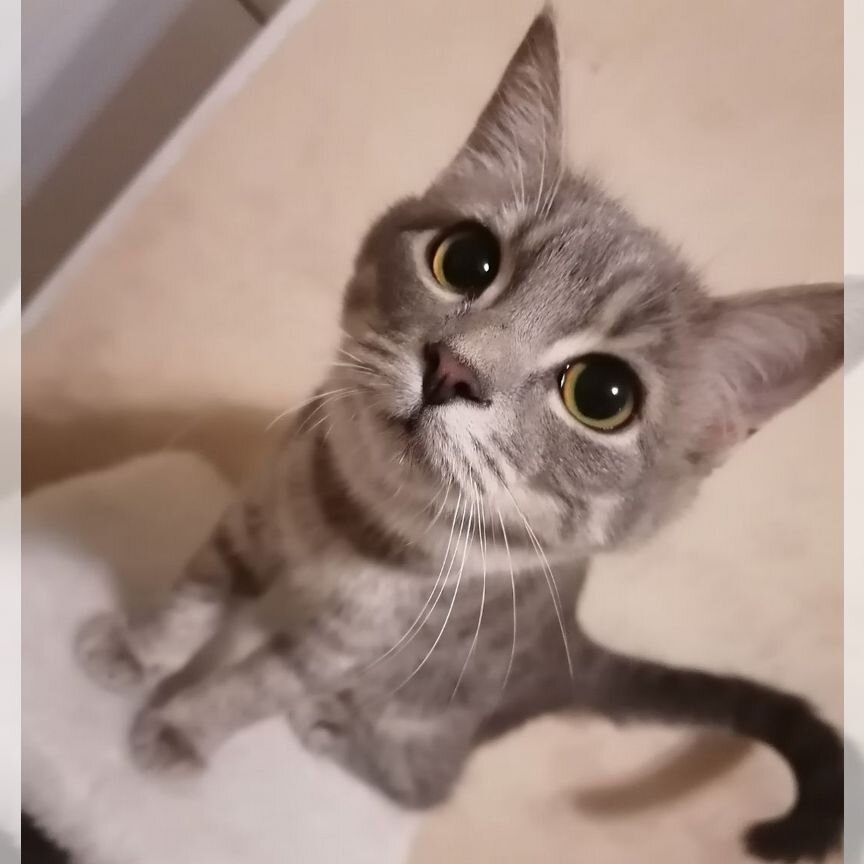 Кошечка в добрые руки