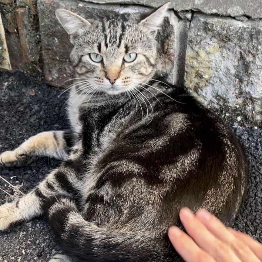 Молодой мраморный котик, 2 года