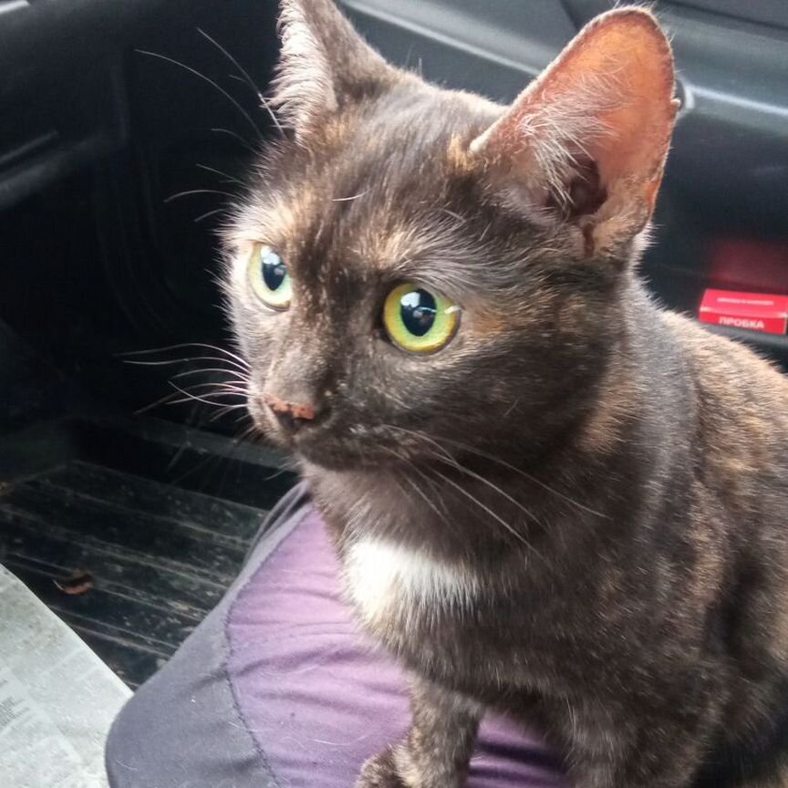 Кошечка Ангел